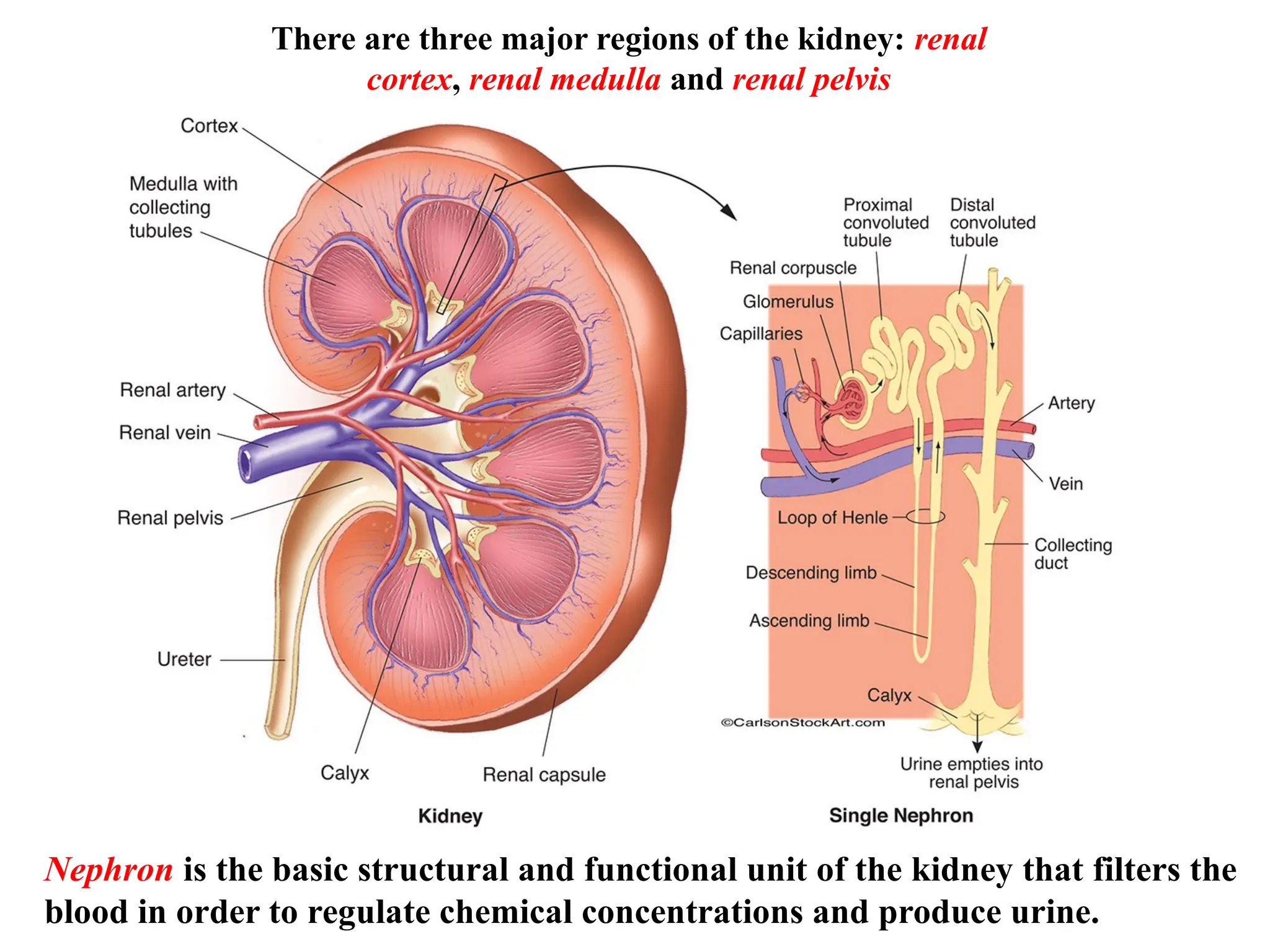 urinary system: a summary of its anatomy.pptx