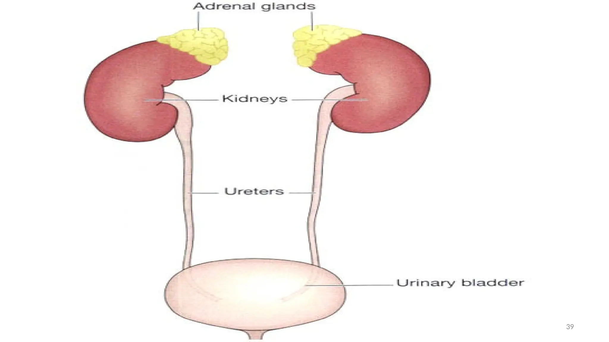 The Human Urinary System. Anatomy and Physiologypptx | PPT