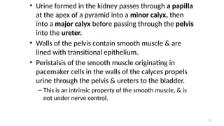 The Human Urinary System. Anatomy and Physiologypptx | PPTX
