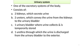 The Human Urinary System. Anatomy and Physiologypptx | PPTX