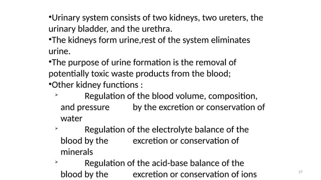 The Human Urinary System. Anatomy and Physiologypptx | PPT