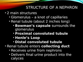 urinary system. structure and parts mentioned | PPTX