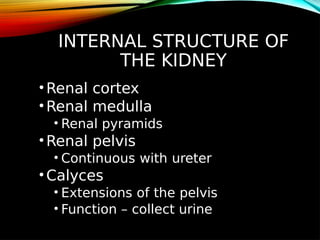 urinary system. structure and parts mentioned | PPT