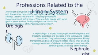 Urinary System Medical Terminology Project | PPTX