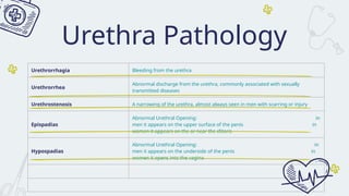 Urinary System Medical Terminology Project | PPTX