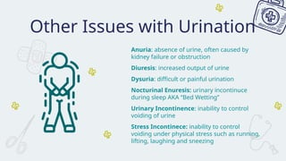 Urinary System Medical Terminology Project | PPTX