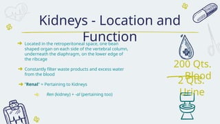Urinary System Medical Terminology Project | PPTX