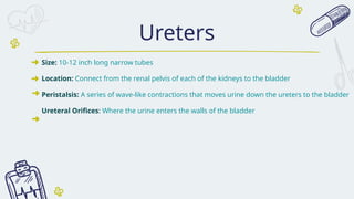 Urinary System Medical Terminology Project | PPTX