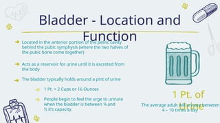 Urinary System Medical Terminology Project | PPTX