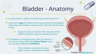 Urinary System Medical Terminology Project | PPTX