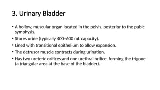 Urinary System☆.pptx5684578899645778998544 | PPT