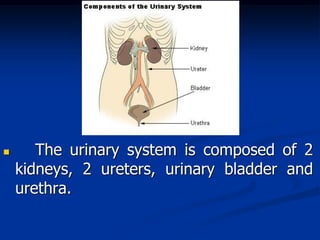 easy explain for Urinary system anatomy.pdf