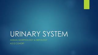 URINARY SYSTEM biologyyy humans urinary system | PPTX