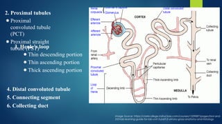 URINARY SYSTEM biologyyy humans urinary system | PPTX