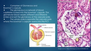 URINARY SYSTEM biologyyy humans urinary system | PPTX