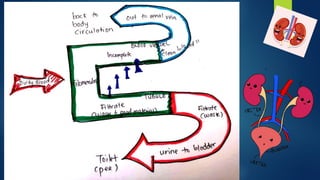 URINARY SYSTEM biologyyy humans urinary system | PPTX