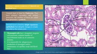 URINARY SYSTEM biologyyy humans urinary system | PPTX