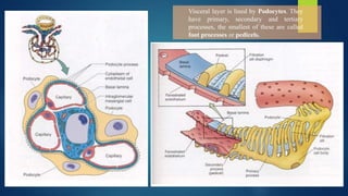 URINARY SYSTEM biologyyy humans urinary system | PPTX