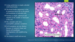 URINARY SYSTEM biologyyy humans urinary system | PPTX