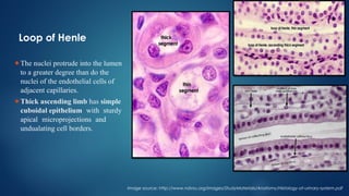 URINARY SYSTEM biologyyy humans urinary system | PPTX