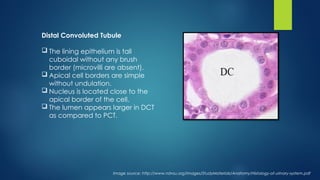 URINARY SYSTEM biologyyy humans urinary system | PPT