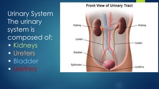 URINARY SYSTEM biologyyy humans urinary system | PPTX