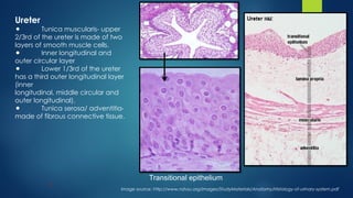 URINARY SYSTEM biologyyy humans urinary system | PPTX