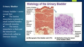 URINARY SYSTEM biologyyy humans urinary system | PPTX