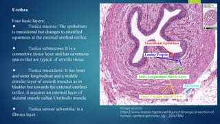URINARY SYSTEM biologyyy humans urinary system | PPTX