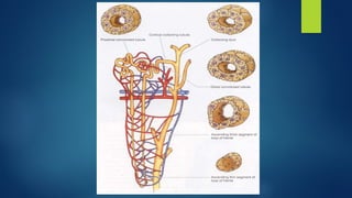 URINARY SYSTEM biologyyy humans urinary system | PPTX