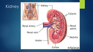 URINARY SYSTEM biologyyy humans urinary system | PPTX