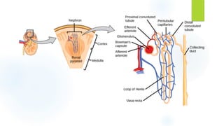 URINARY SYSTEM biologyyy humans urinary system | PPTX