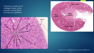 URINARY SYSTEM biologyyy humans urinary system | PPTX