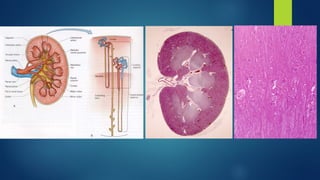 URINARY SYSTEM biologyyy humans urinary system | PPTX