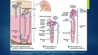 URINARY SYSTEM biologyyy humans urinary system | PPTX