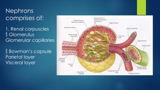 URINARY SYSTEM biologyyy humans urinary system | PPTX