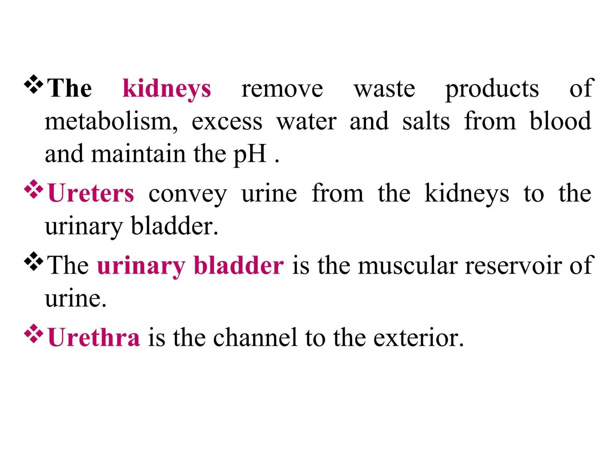 urinary system.pptx fundamental of nursing | PPTX