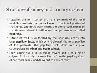 Urinary system a complete details of urinary system | PPTX
