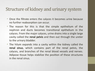 Urinary system a complete details of urinary system | PPTX
