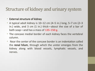Urinary system a complete details of urinary system | PPTX