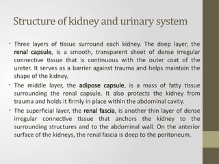 Urinary system a complete details of urinary system | PPTX