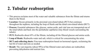 The urinary system is responsible for the formation, storage, and ...