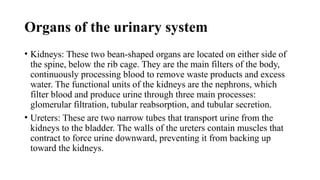 The urinary system is responsible for the formation, storage, and ...