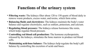 The urinary system is responsible for the formation, storage, and ...