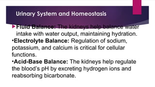 Anatomy and psychology of Urinary system.pptx