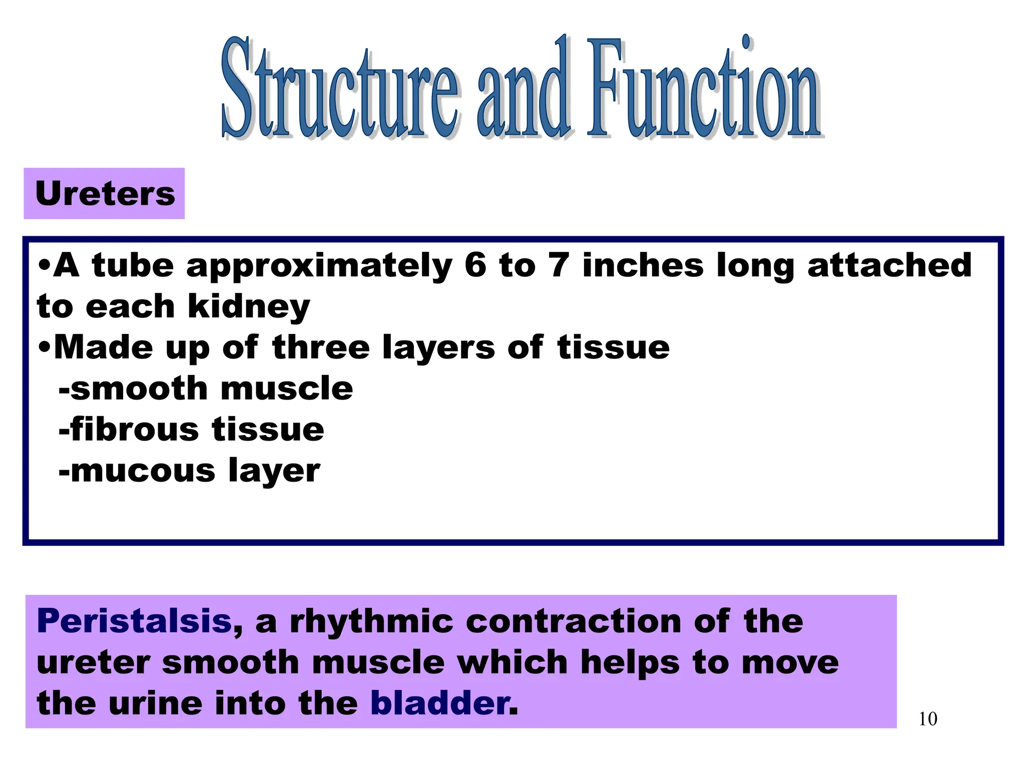 urinary system-combining form-20.04.23.ppt