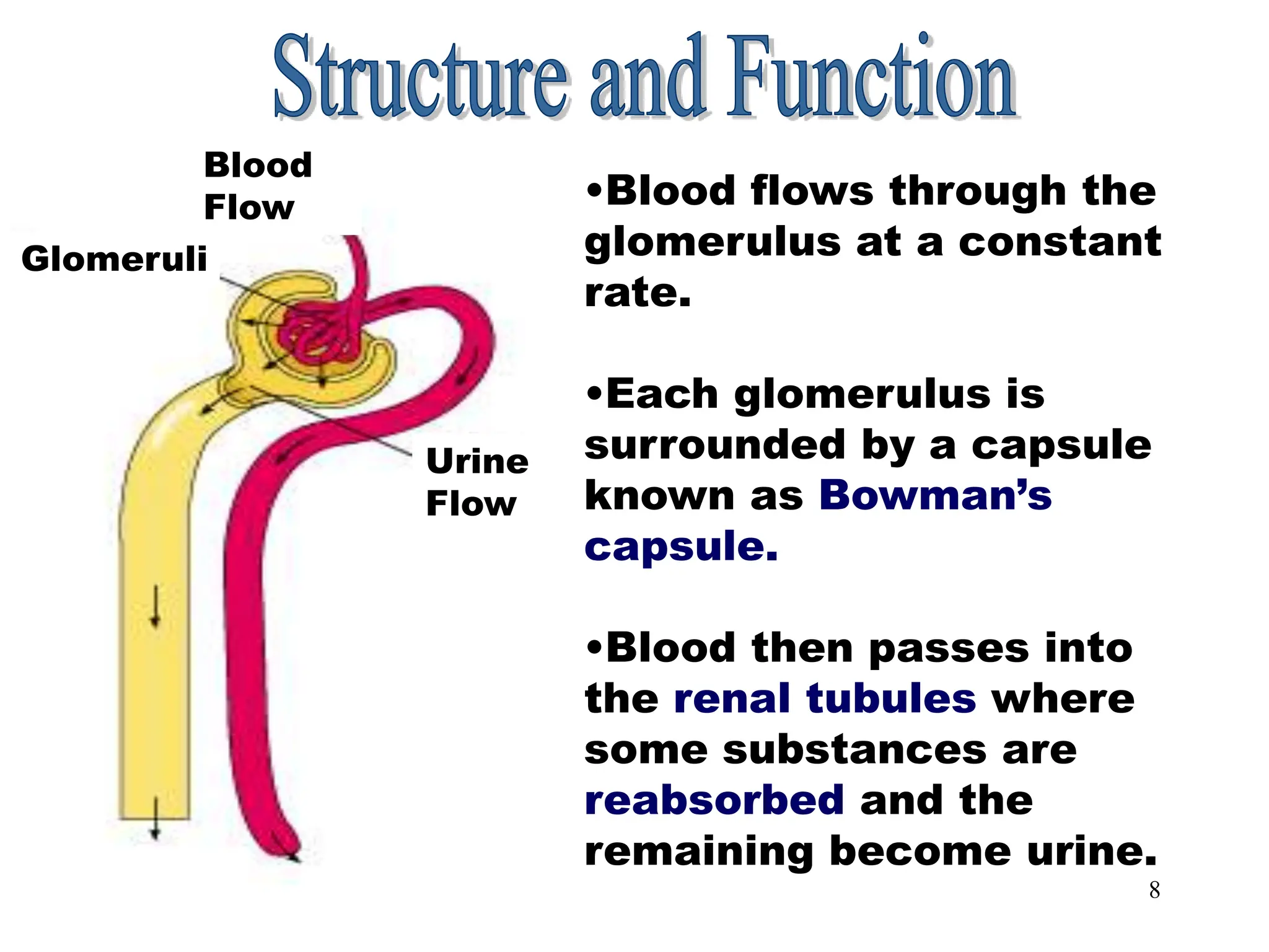 urinary system-combining form-20.04.23.ppt