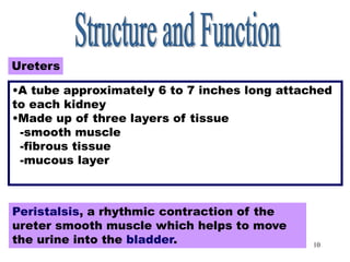 urinary system-combining form-20.04.23.ppt