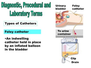 urinary system-combining form-20.04.23.ppt