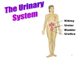 urinary system-combining form-20.04.23.ppt